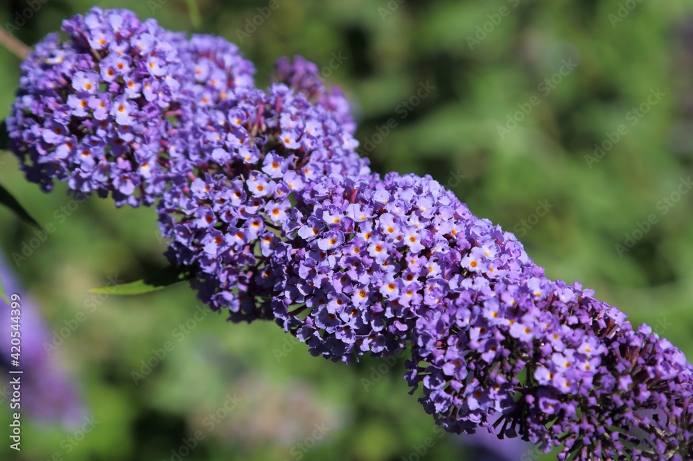 Buddleja davidii. Stock Photo | Adobe Stock