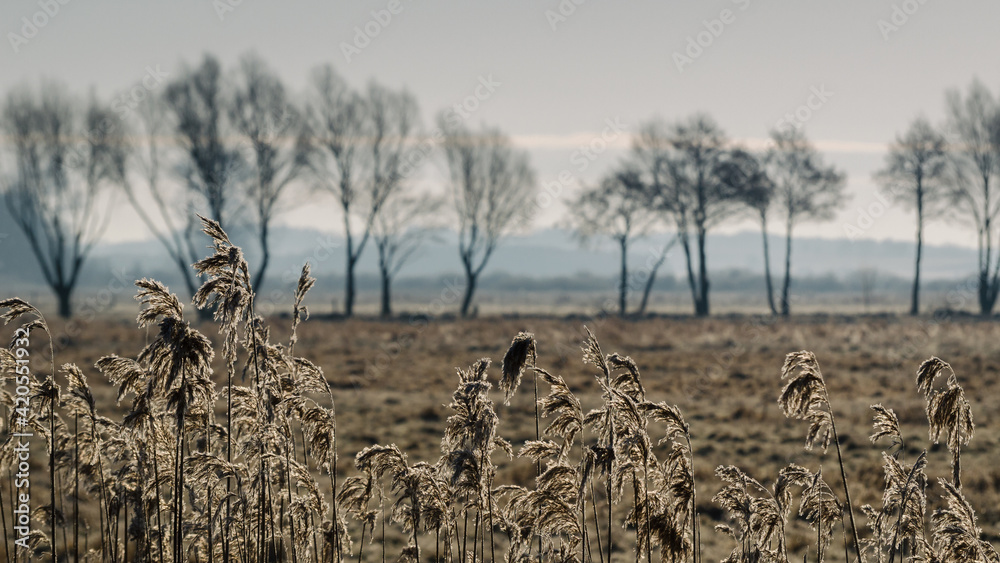 PLANET EARTH - Trees in the peat plain Stock Photo | Adobe Stock