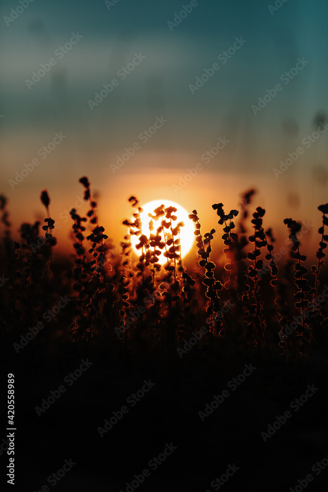Plants at sunset Stock Photo | Adobe Stock