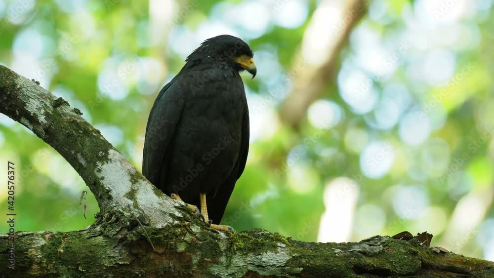 Common Black Hawk - Buteogallus anthracinus big dark bird of prey in ...