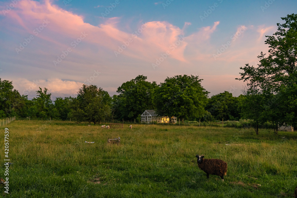 Sheep At Dusk On A Kentucky Farm Stock Photo | Adobe Stock