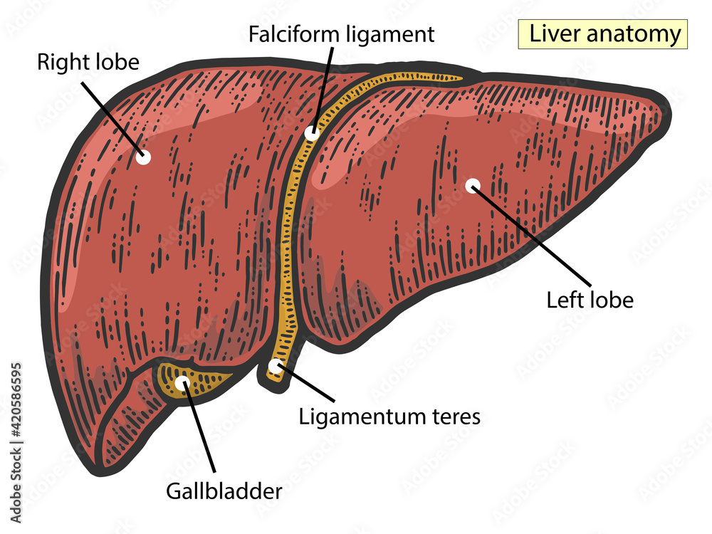 Anatomical atlas, structure of the liver. Medical Education Also. Stock ...