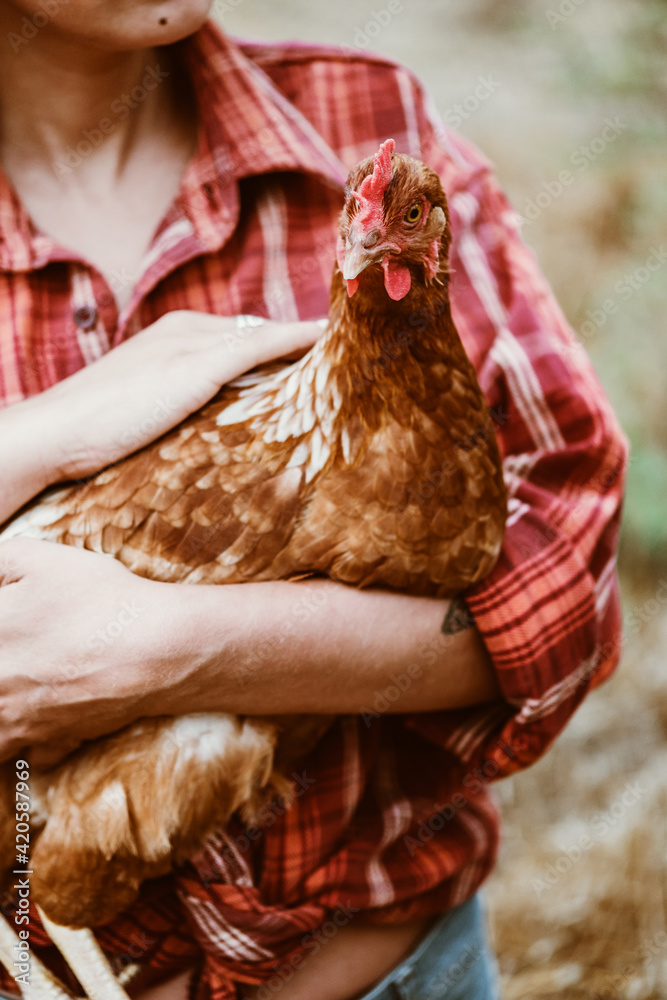chicken hug Stock Photo | Adobe Stock