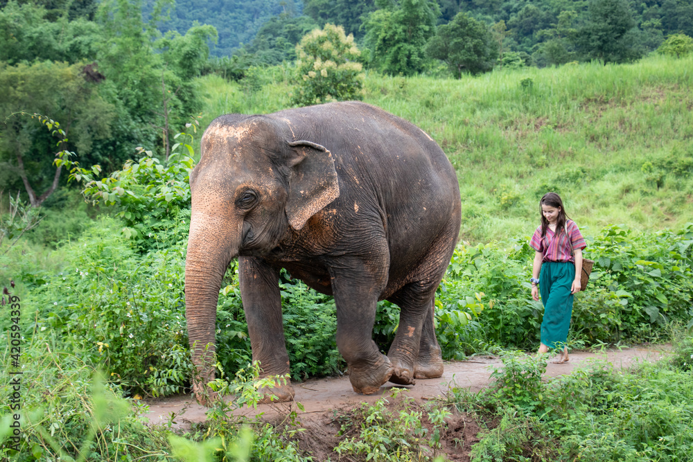 Walking the elephant -North of Chiang Mai, Thailand. A girl is walking ...