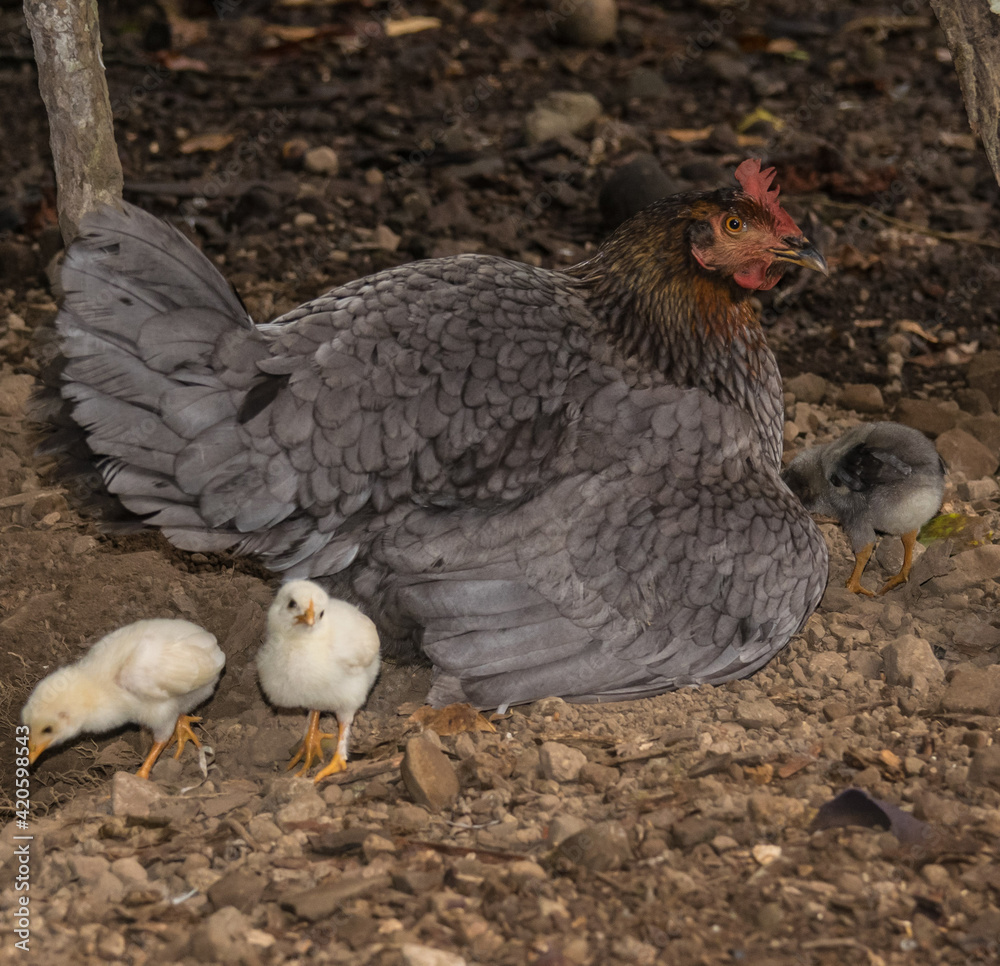 Gallina con sus pollitos en una granja de Panamá Stock Photo | Adobe Stock