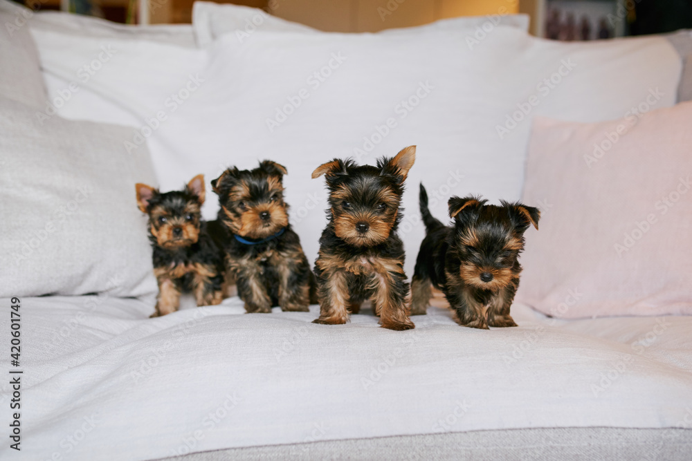 Yorkshire Terrier puppies on the sofa in the living room home Stock ...