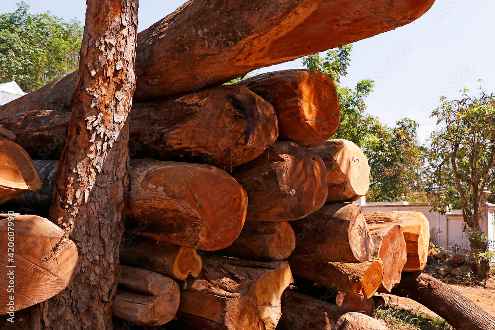 Stacked of rubber wood or parawood log for construction buildings ...