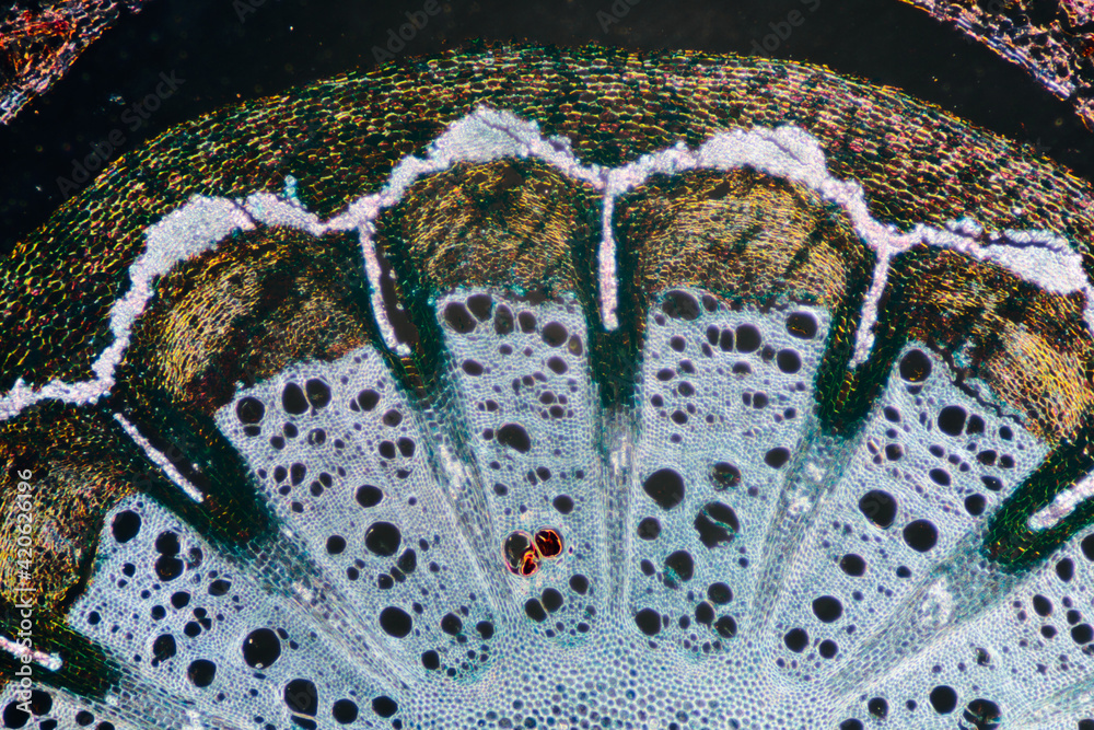 Micrograph of Caulis aristolochiae manshuriensis stem plant cell Stock ...