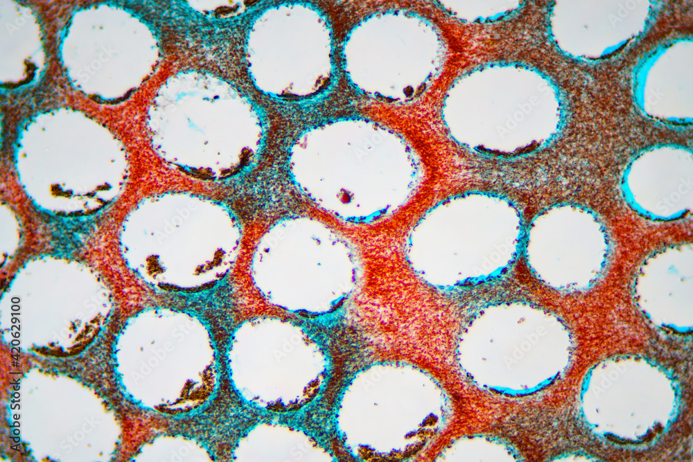 Micrograph of Ganoderma lucidum cap plant cells Stock Photo | Adobe Stock