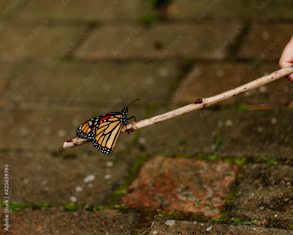 Monarch Butterfly being released Stock Photo | Adobe Stock