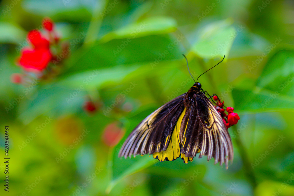 Troides helena, locally known as the Common Birdwing, with its ...