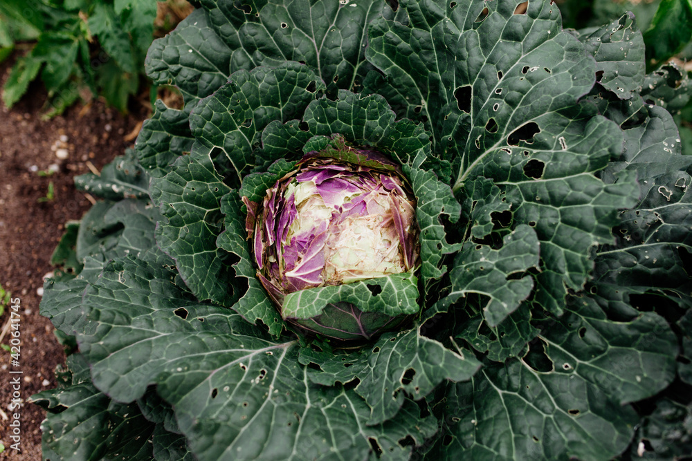 Purple cabbage plant that has been ravaged by pests Stock Photo | Adobe ...