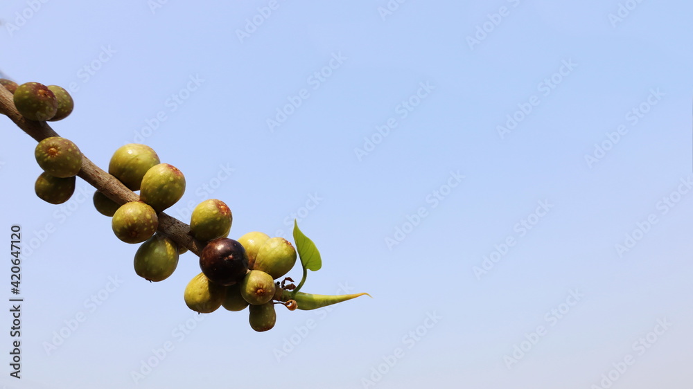 Fruit on the branches of Bodhi Tree. Sacred , Peepul, Pipal tree (Ficus ...