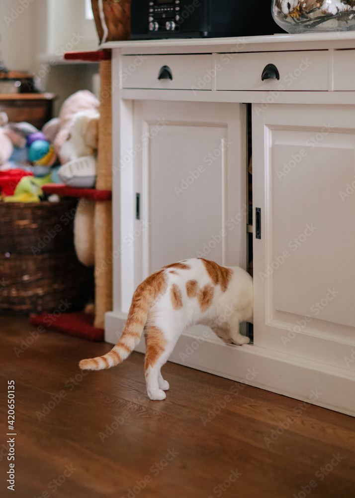 Nosey cat entering a buffet cabinet in living room Stock Photo | Adobe ...