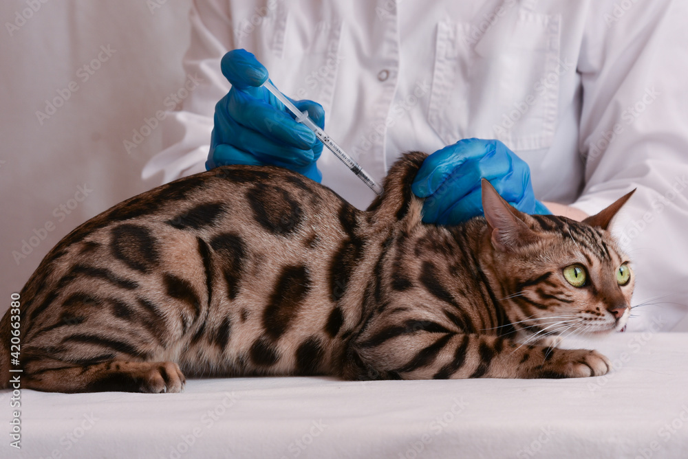 The vet gives the kitten an injection. Subcutaneous inoculation ...