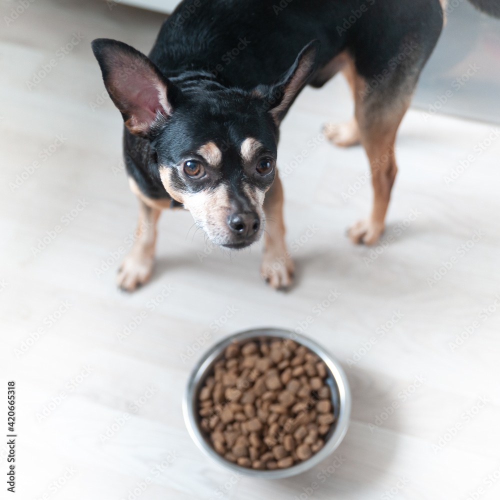 Cute dog is standing in front of a bowl of food and looks up piteously ...