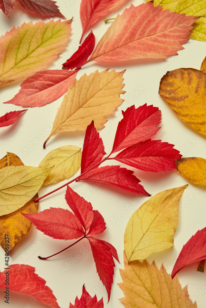 Colorful leaves collage of yellow and orange colors. Stock Photo ...