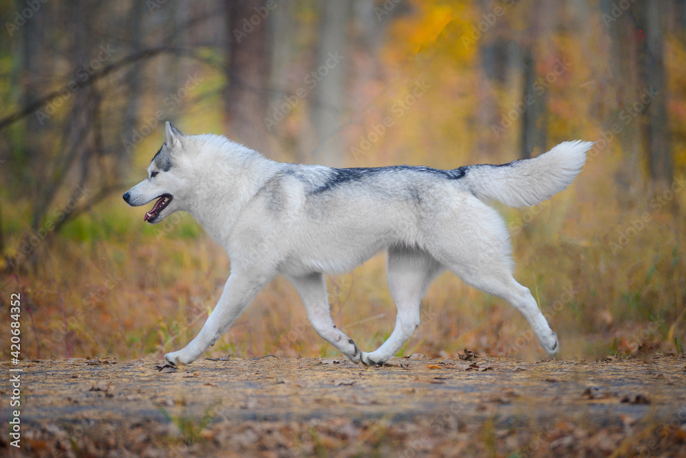 Grey beautiful female dog breed Siberian husky runs Dog walks golden ...