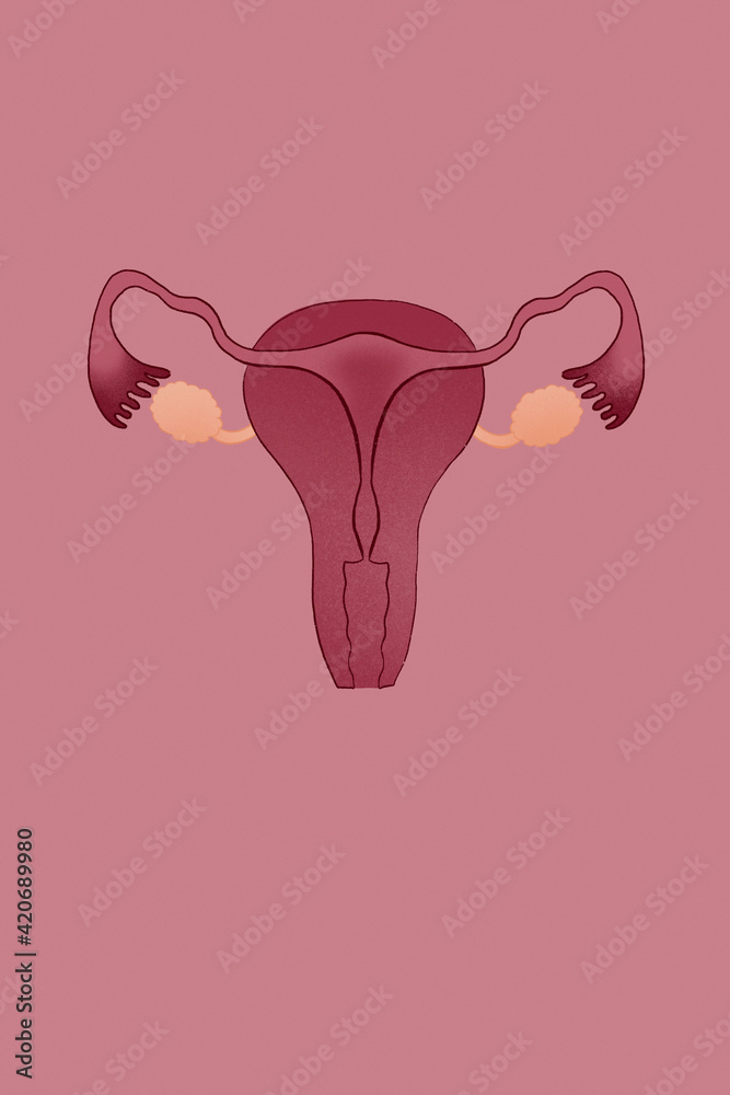 Female Reproductive System Illustration Stock Illustration Adobe Stock