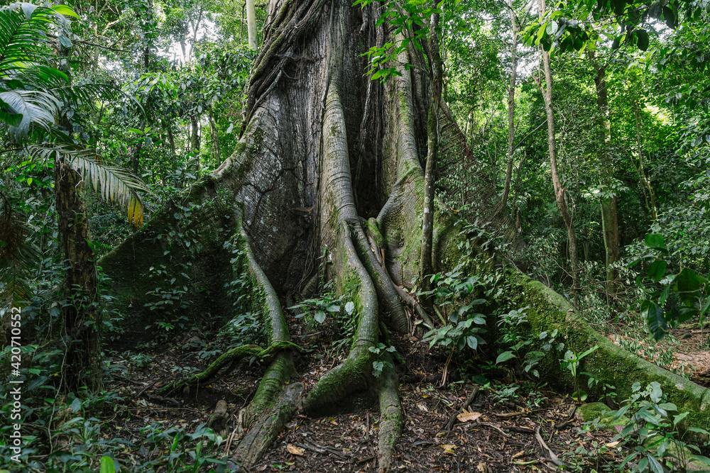 Roots Old Ceiba Tree in Costa Rica Rainforest Stock Photo | Adobe Stock