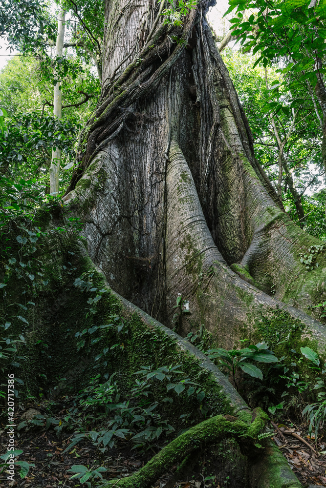 Iconic old Ceiba Tree in Costa Rica Rainforest Stock Photo | Adobe Stock