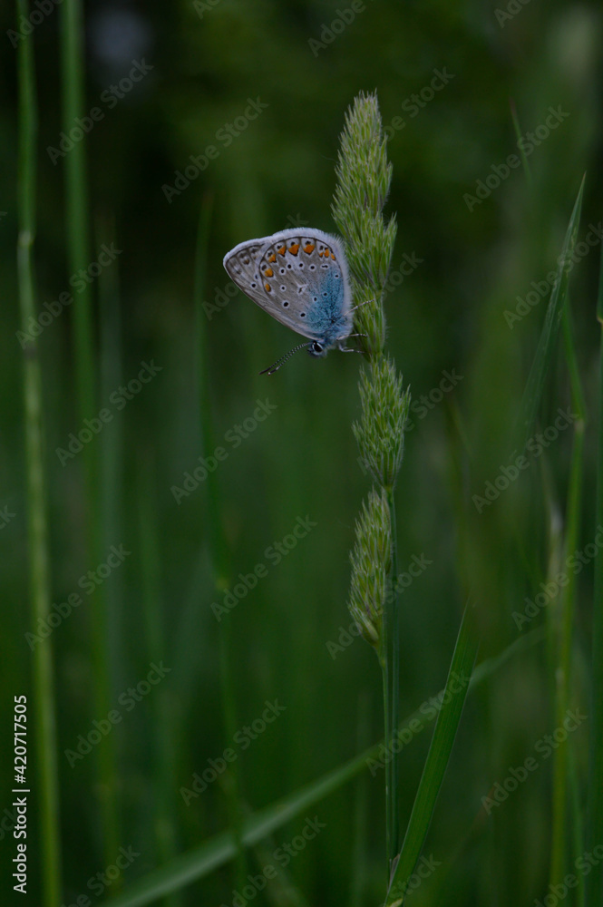 Common Blue butterfly on nature on a plant Stock Photo | Adobe Stock