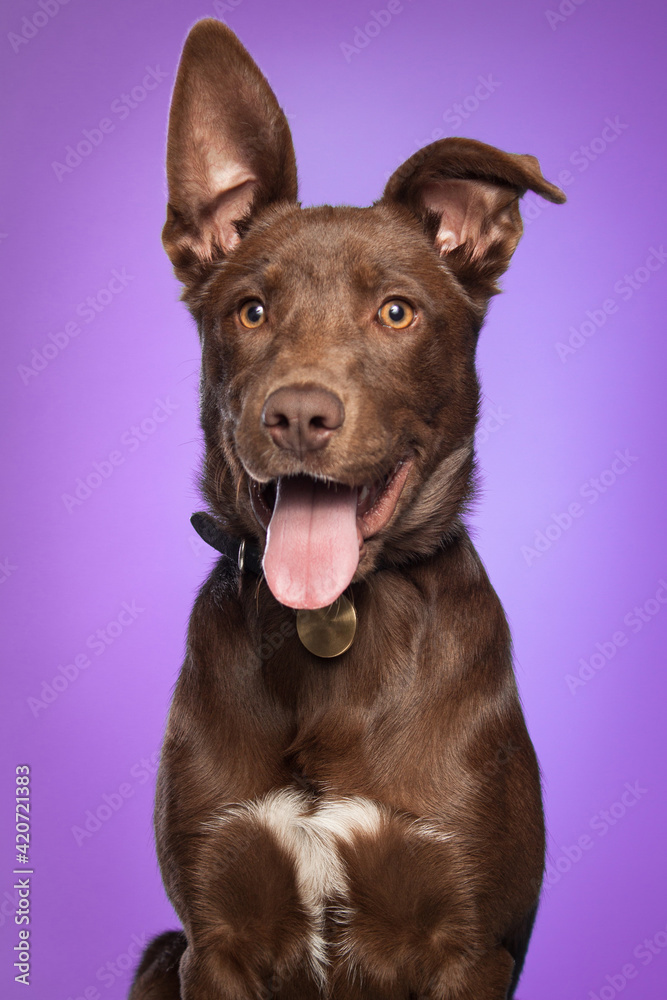 cute brown mixed breed puppy dog in a studio on purple background Stock ...
