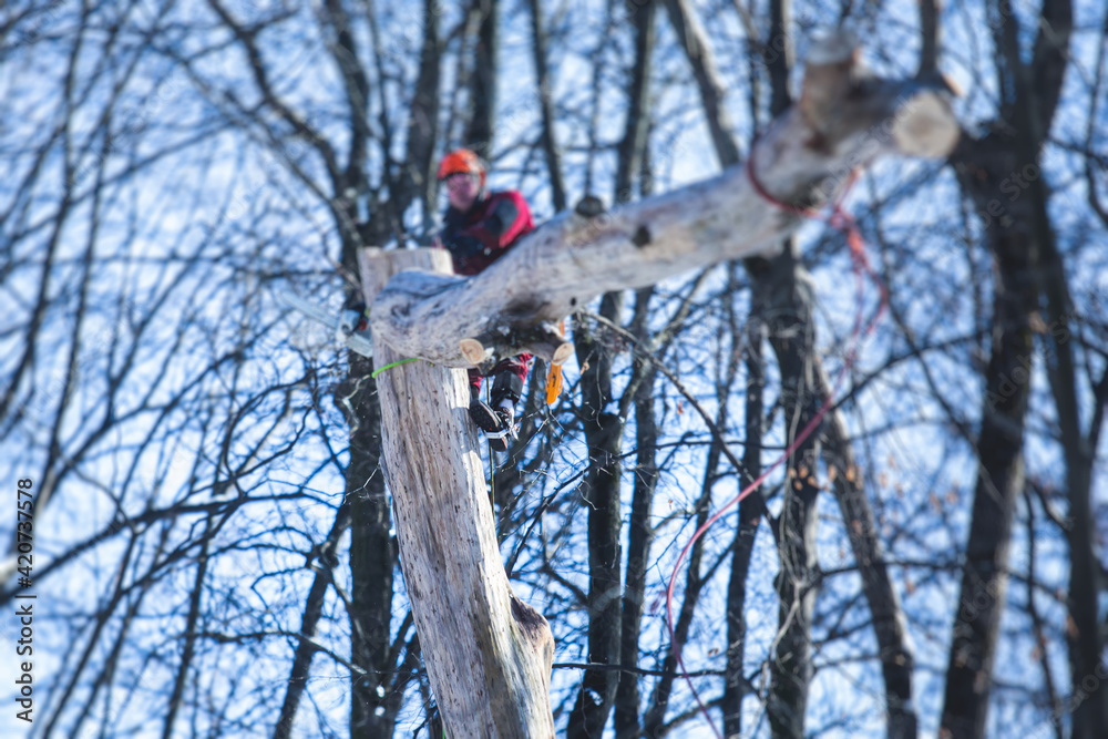 Process of felling the trees, team of professional lumberjack ...