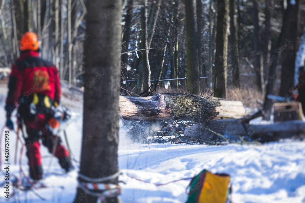 Process of felling the trees, team of professional lumberjack ...