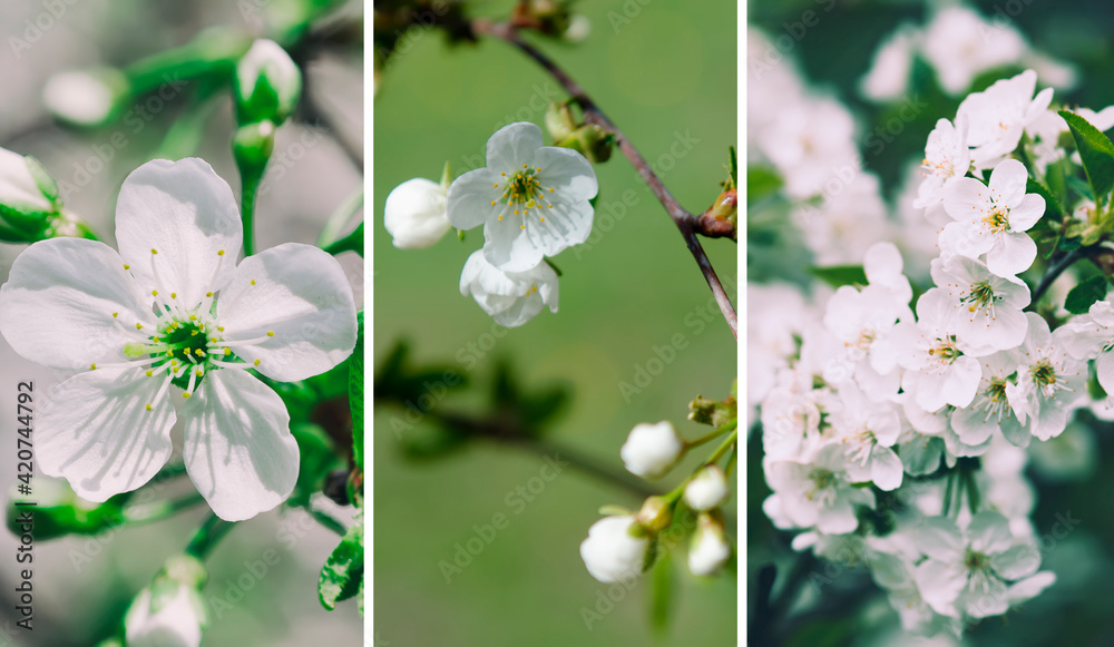 Set of spring wallpapers Stock Photo | Adobe Stock