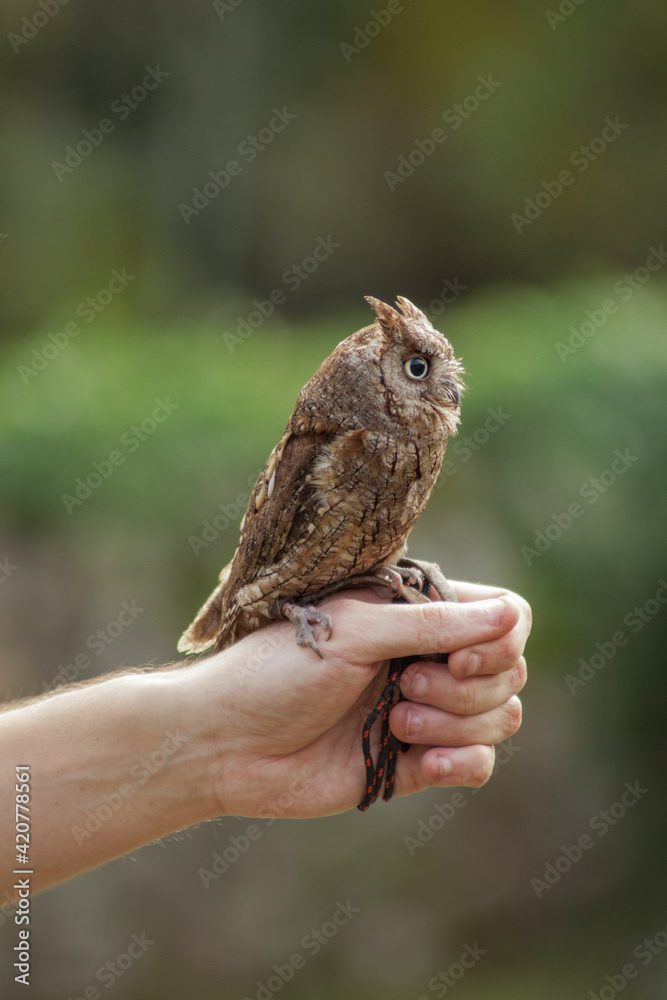 Close view of the tiniest cute owl sitting on the hand in the captivity ...