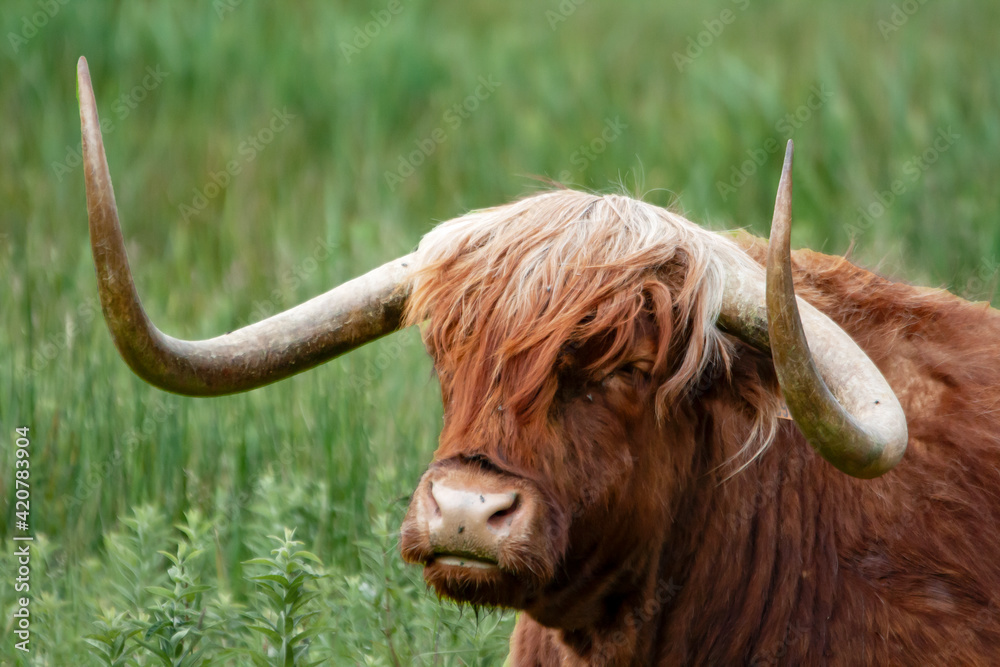 Photo & Art Print Portrait de vache Highland cattle au pré, guitou60