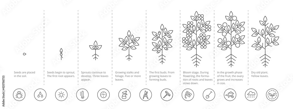 Plant growth stages infographic. Growing period steps. Harvest ...