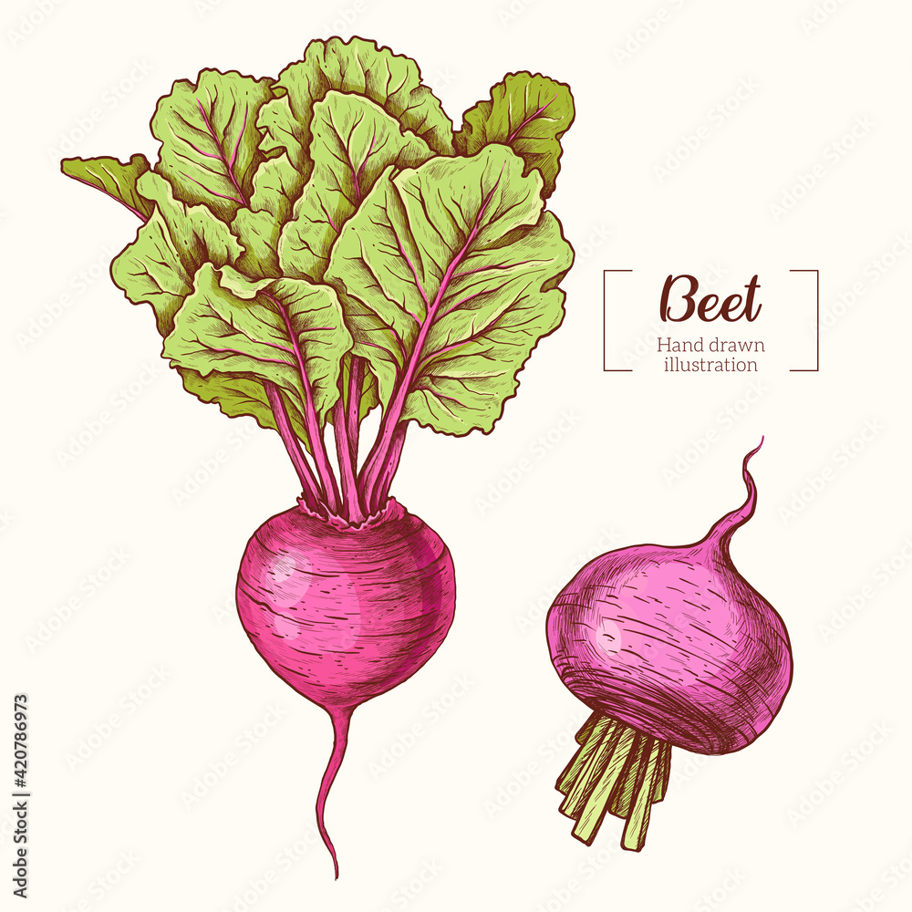 Beet. Vegetable. Beetroot. Vector Hand Drawn. Line art. Sketch ...