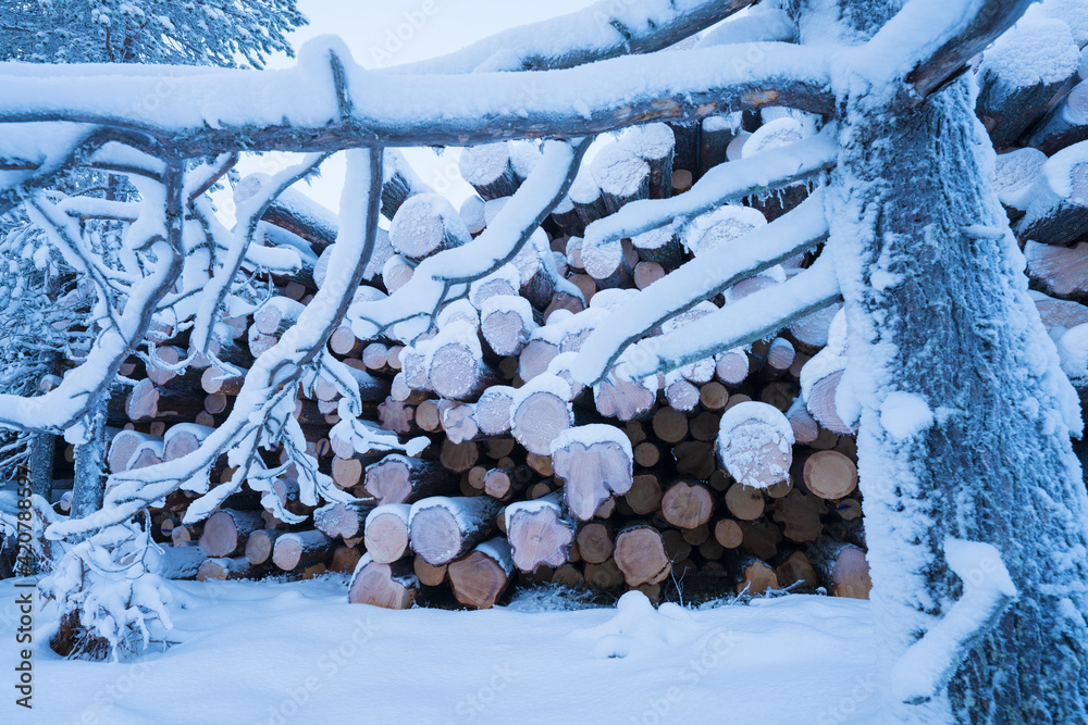 Timber piles covered in snow Stock Photo | Adobe Stock