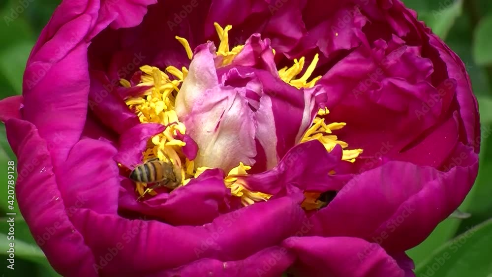 Hummel und Biene holen Nektar von den gelben Blütenfäden einer roten ...