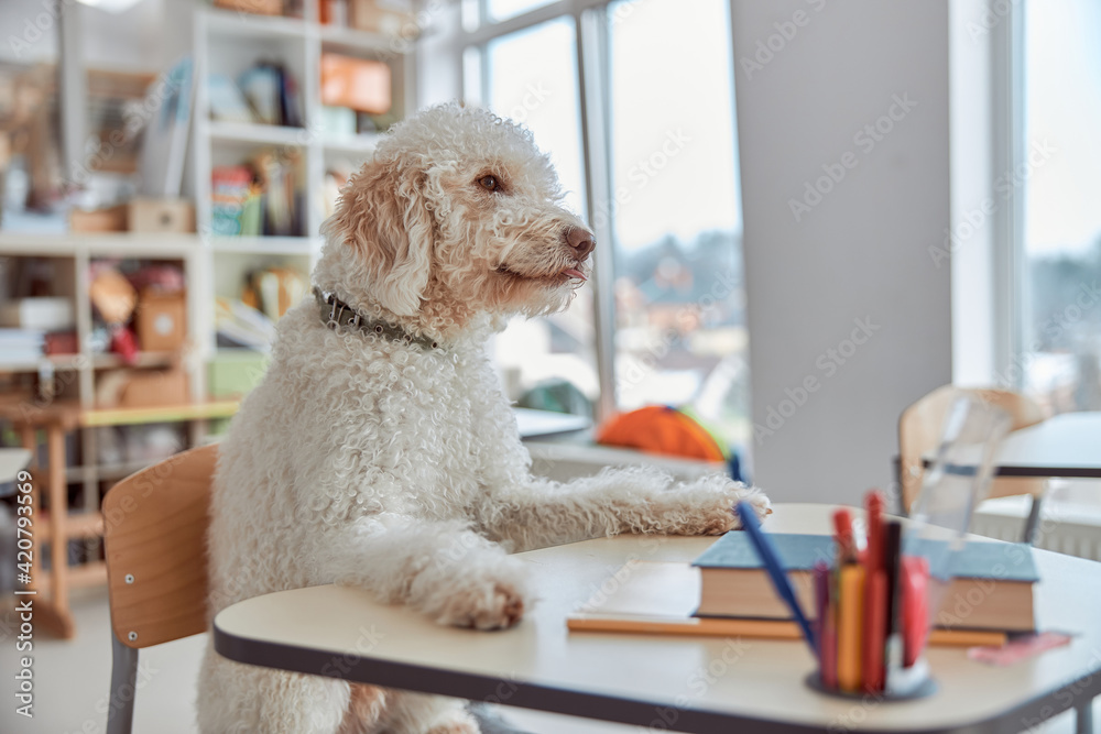 Happy dog student is sitting in elementary school classroom and ...