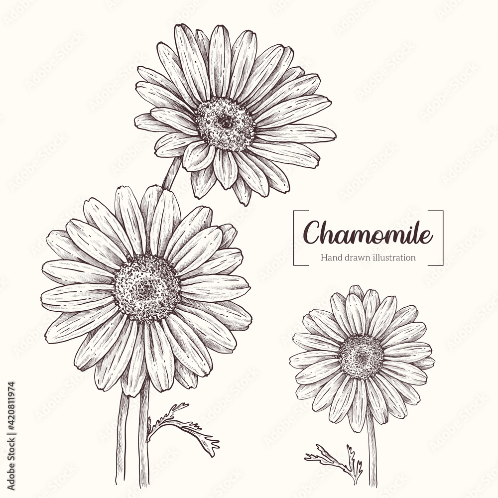 Chamomile in graphic style. Vector Hand Drawn in doodle style. Sketch ...