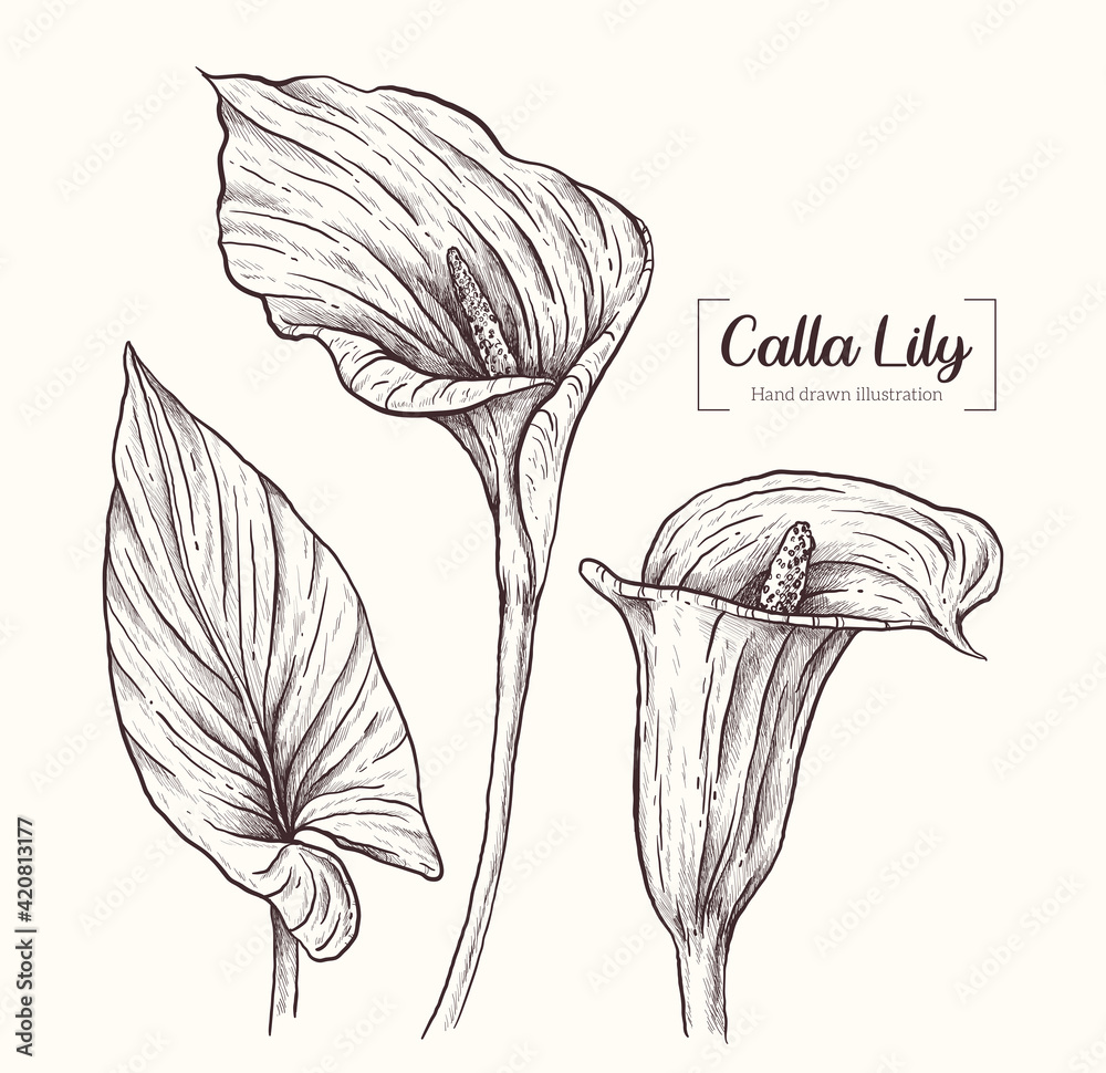 Calla Lily flower and leaf hand drawn botanical illustration with line ...