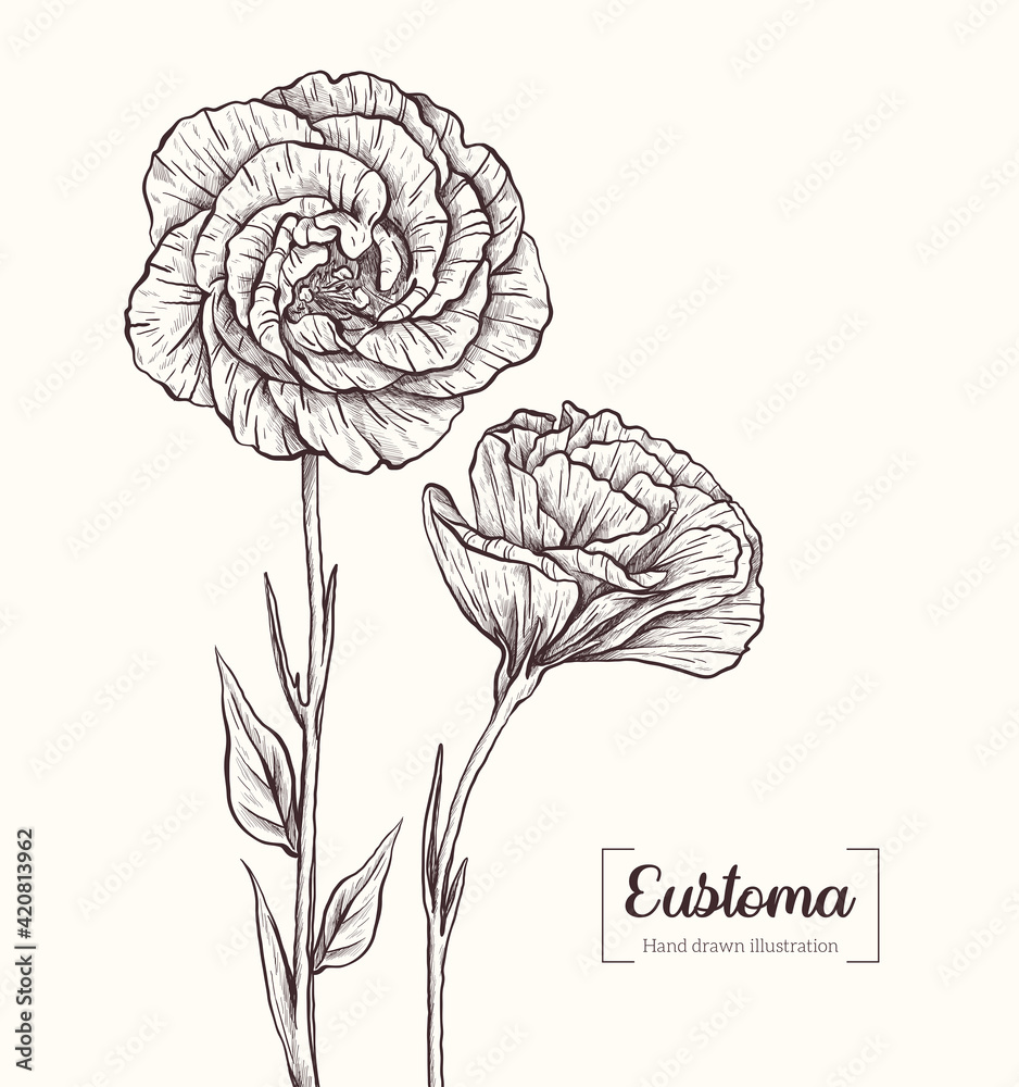 Eustoma in graphic style. Vector Hand Drawn in doodle style. Sketch ...