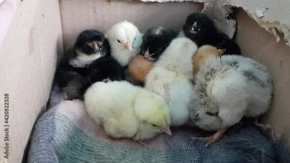 Cute newborn chicken crowd in box and peck each other. Flock of hatched ...
