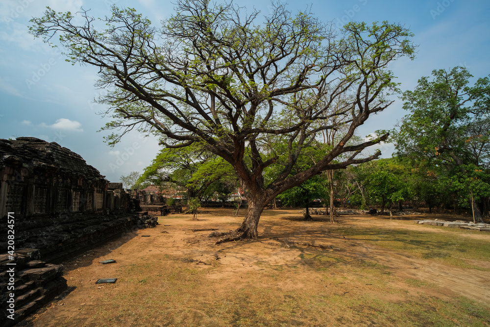 Giant Chamchuri tree, the side of the Phimai stone castle A large ...