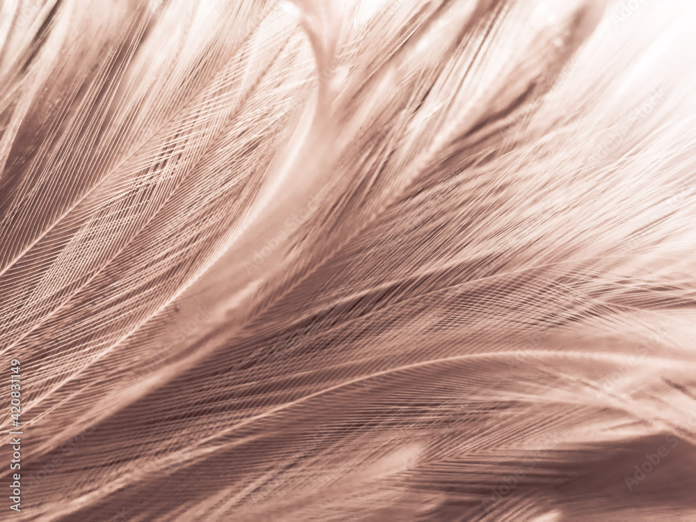 Beautiful abstract orange and white feathers on white background, soft ...