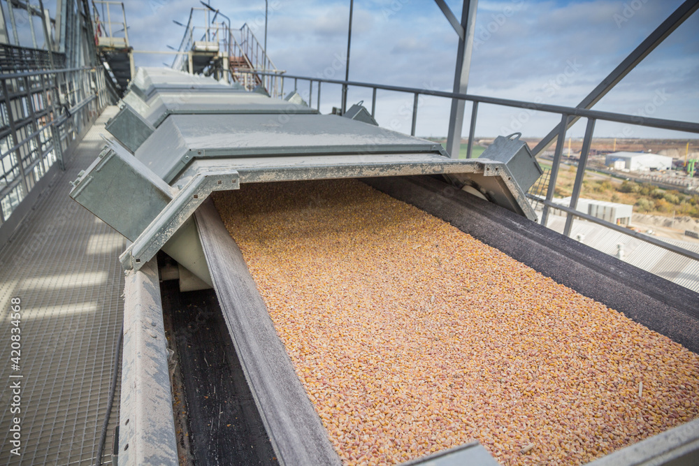 Grain, corn moves on a common conveyor belt, rollers, service area ...