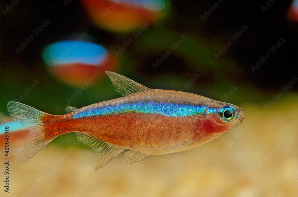Cardinal Tetras