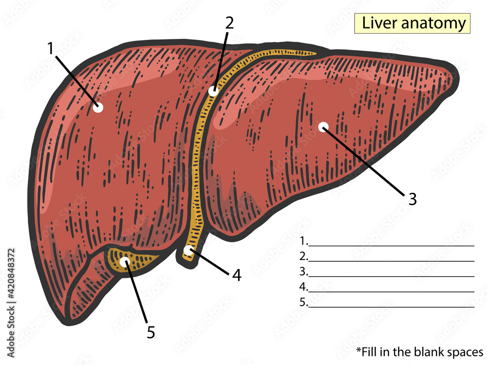 Anatomical atlas, structure of the liver. Fill in the blank spaces ...