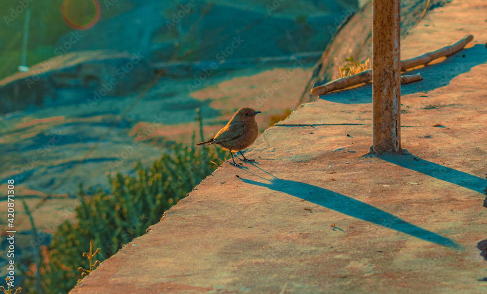 Bird on a stone Stock Photo | Adobe Stock