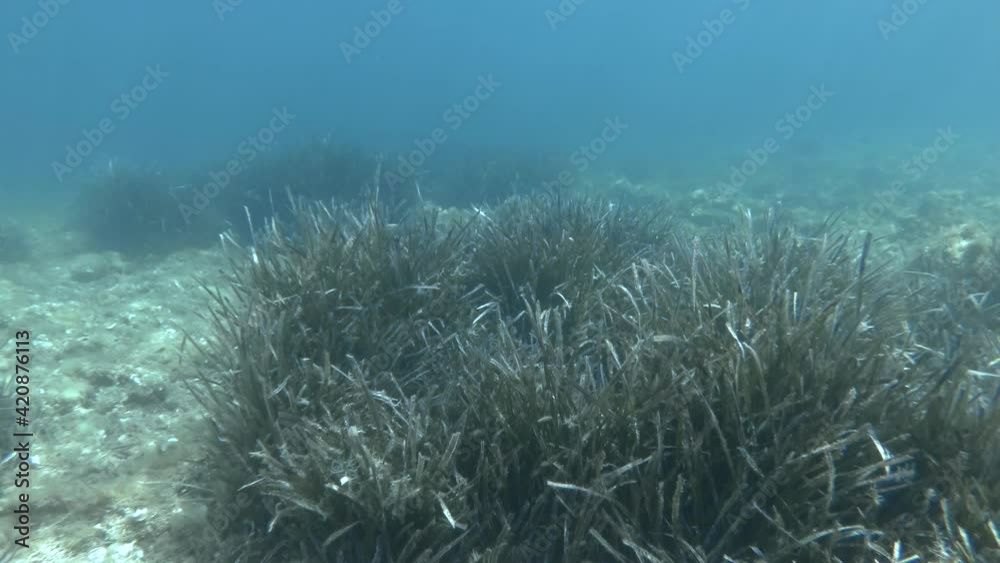 Dense thickets of marine grass Posidonia on blue water background ...