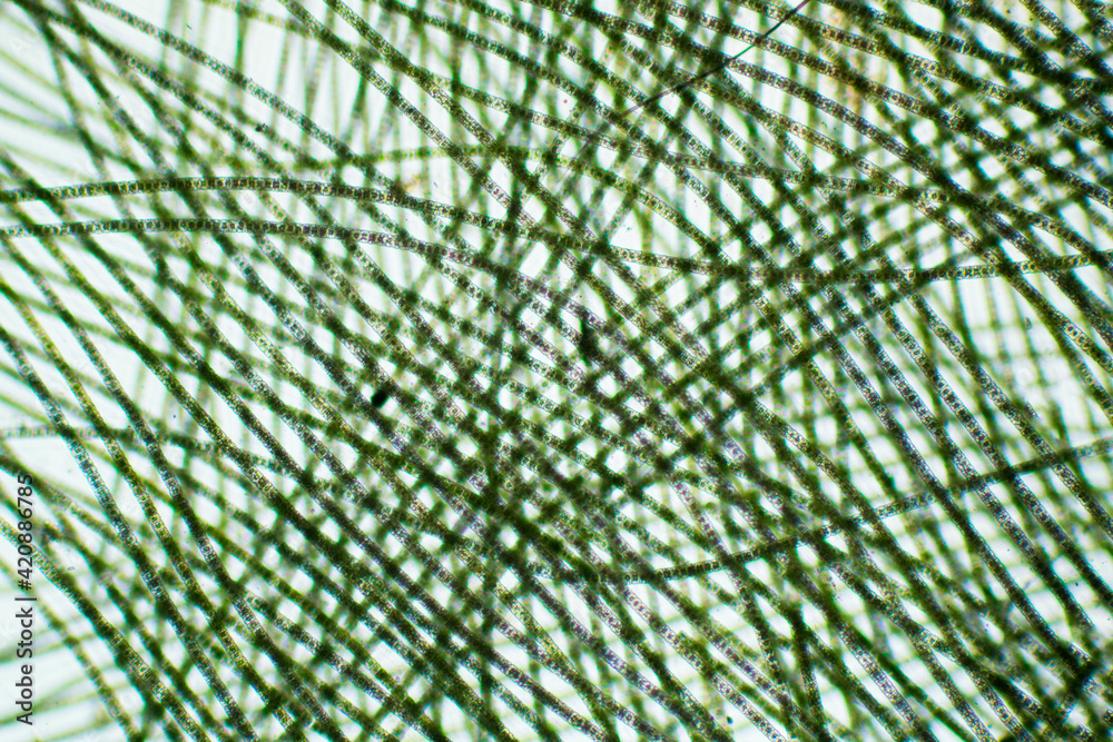 Sweeping lines of microscopic algae filaments from pond water. Stock ...