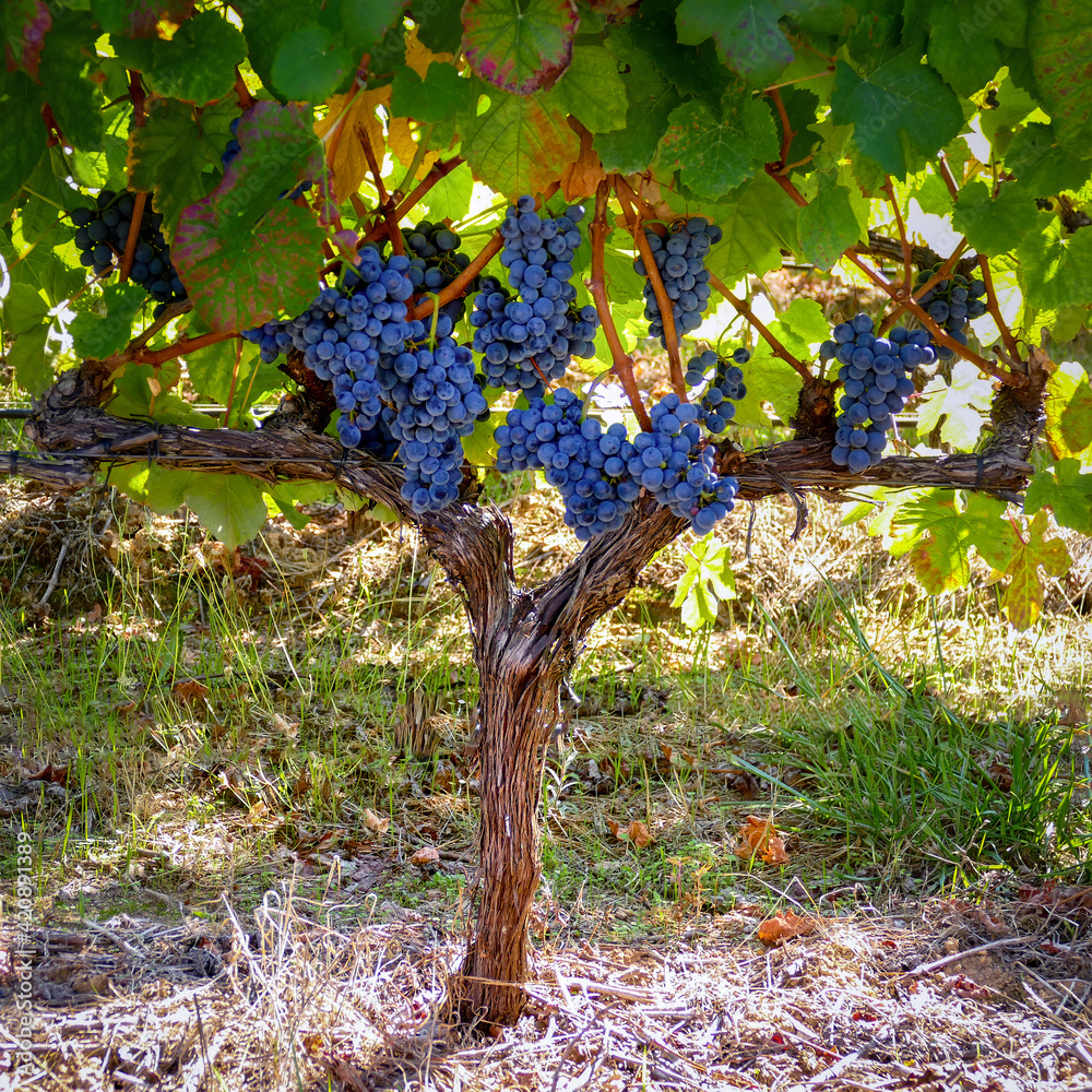 Videira com cachos de uva na época das vindimas. Stock Photo | Adobe Stock